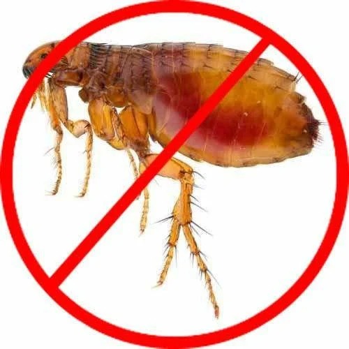 Fleas – Dynamic Pest Control